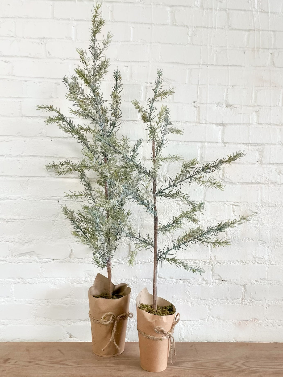 CEDAR TREE – Hollowood at Home